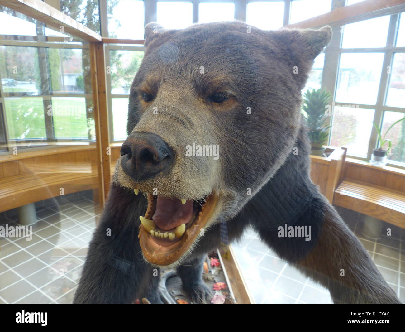 Stuffed 700 pounds American black bear (Ursus americanus). Black bear ...