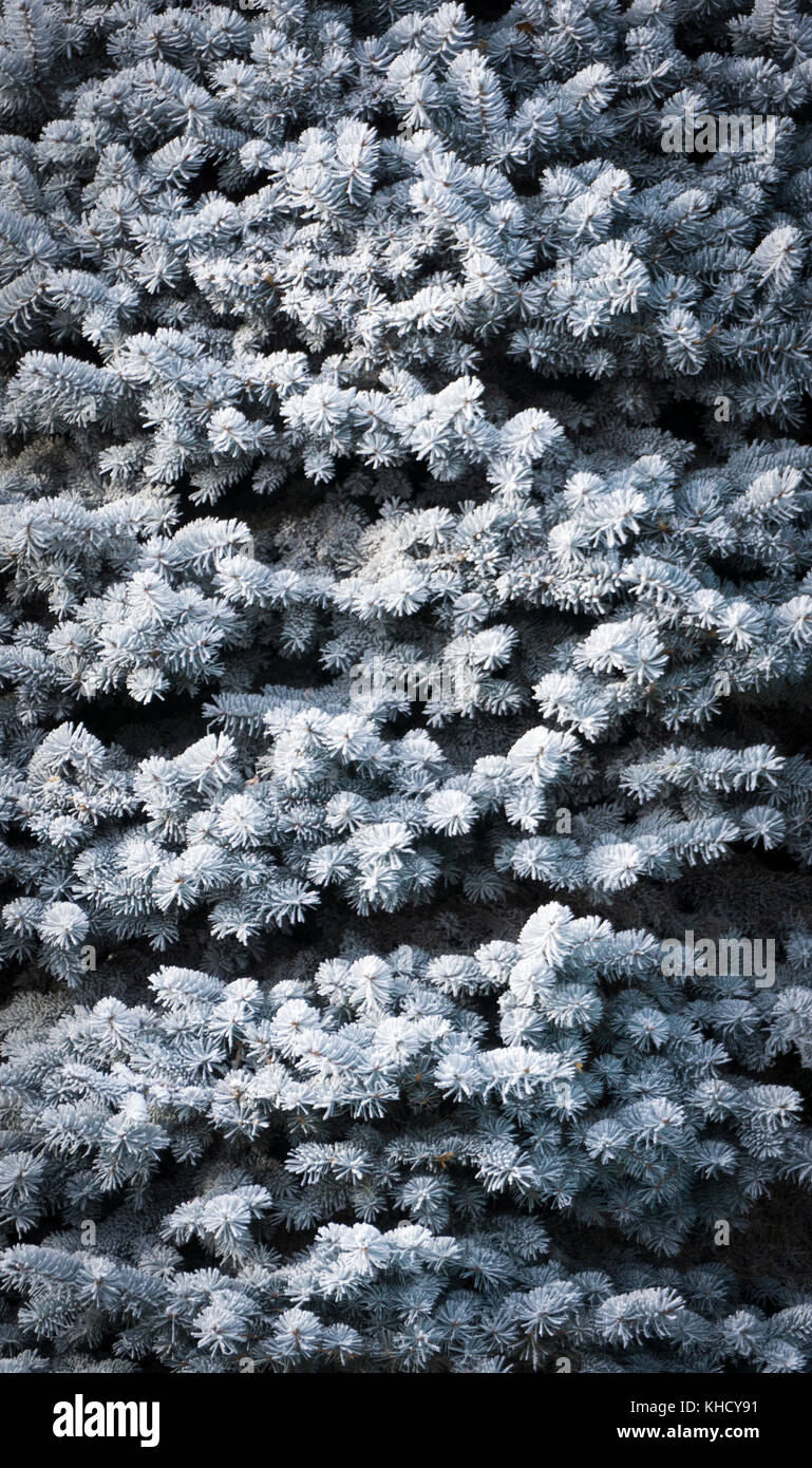 Frost Pine bushes Stock Photo - Alamy