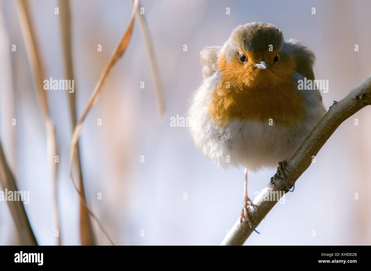 Angry robin hi-res stock photography and images - Alamy