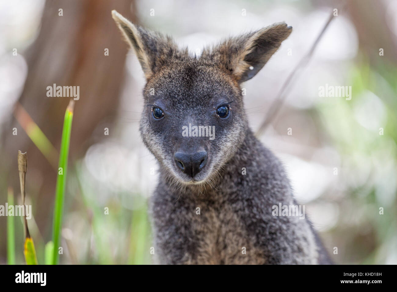 Native australian marsupial hi-res stock photography and images - Alamy