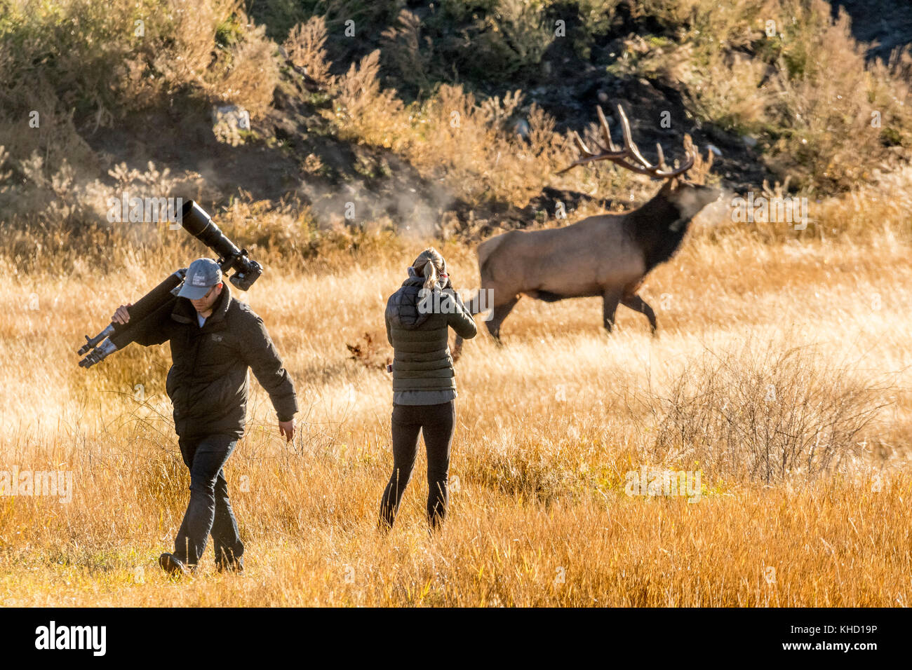 Elk/Wapiti bull and photographers during annual rut in Jasper National ...
