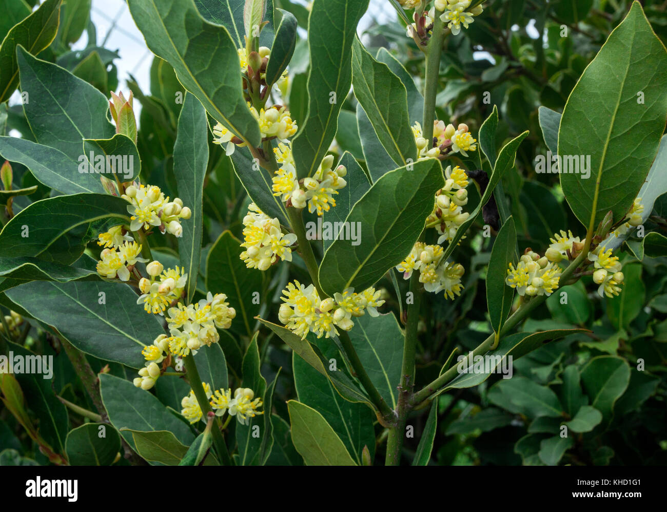 Laurel Tree Stock Photos & Laurel Tree Stock Images - Alamy