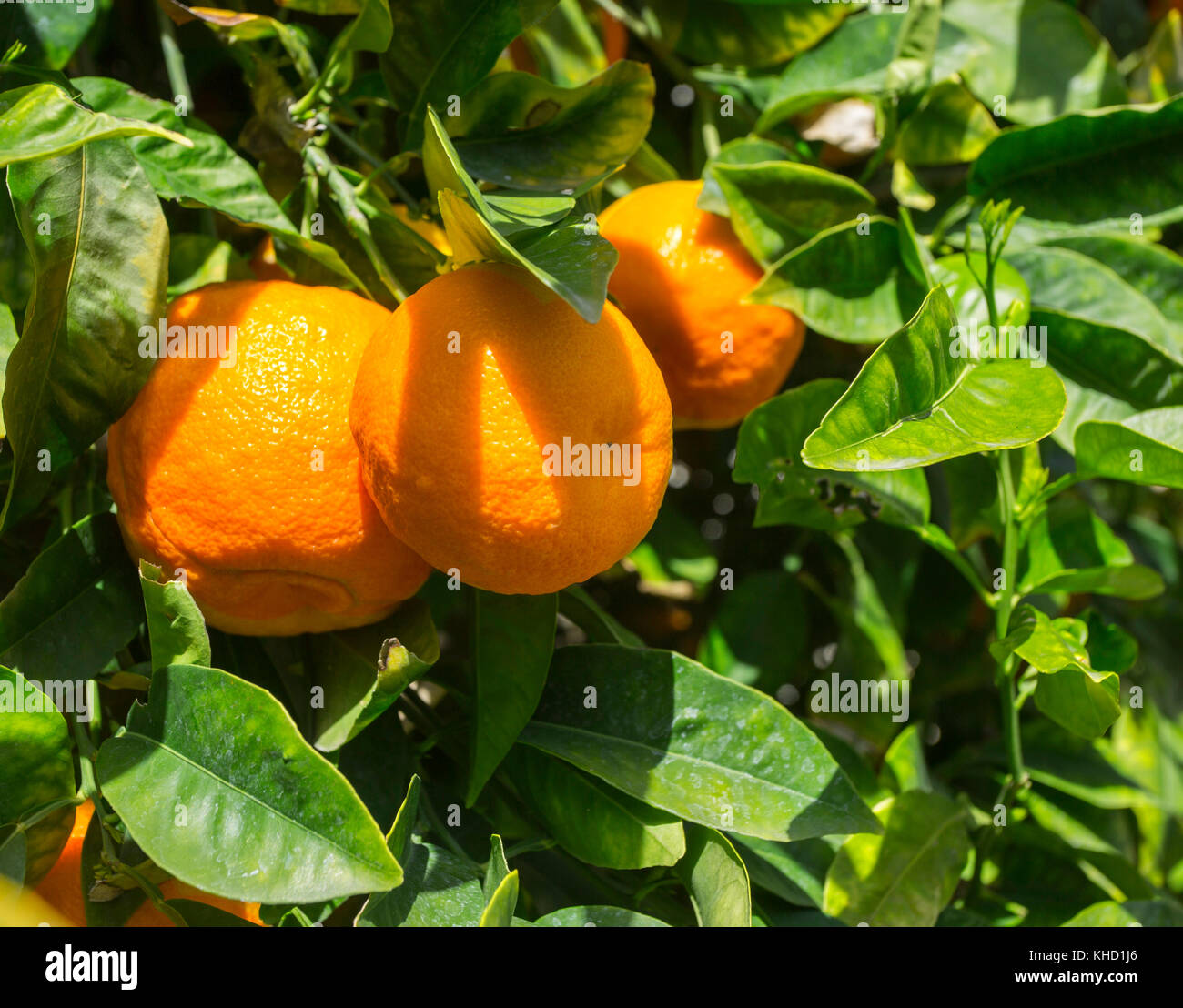 Oranges on a citrus tree close up Stock Photo - Alamy
