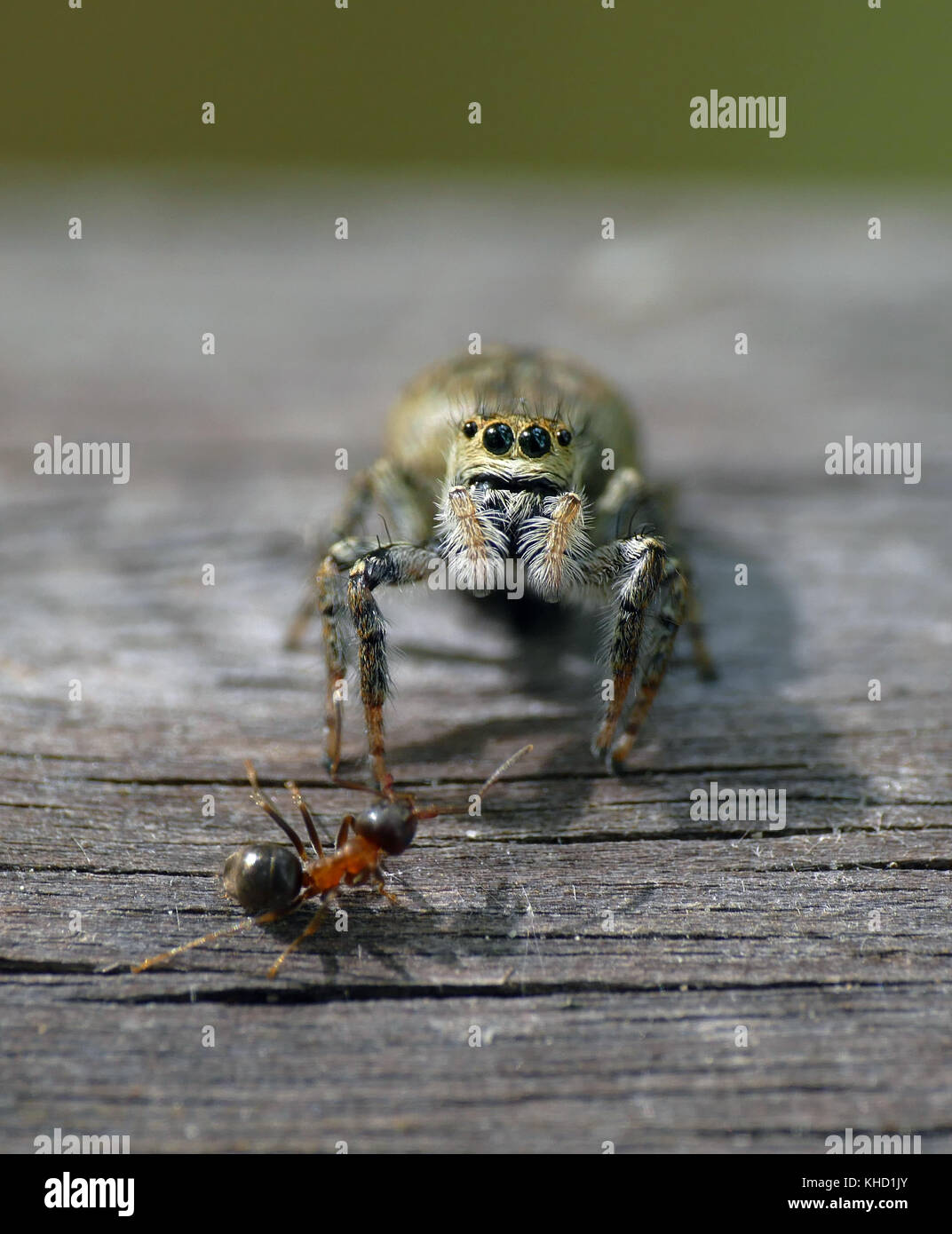 Salticidae sp hi-res stock photography and images - Alamy
