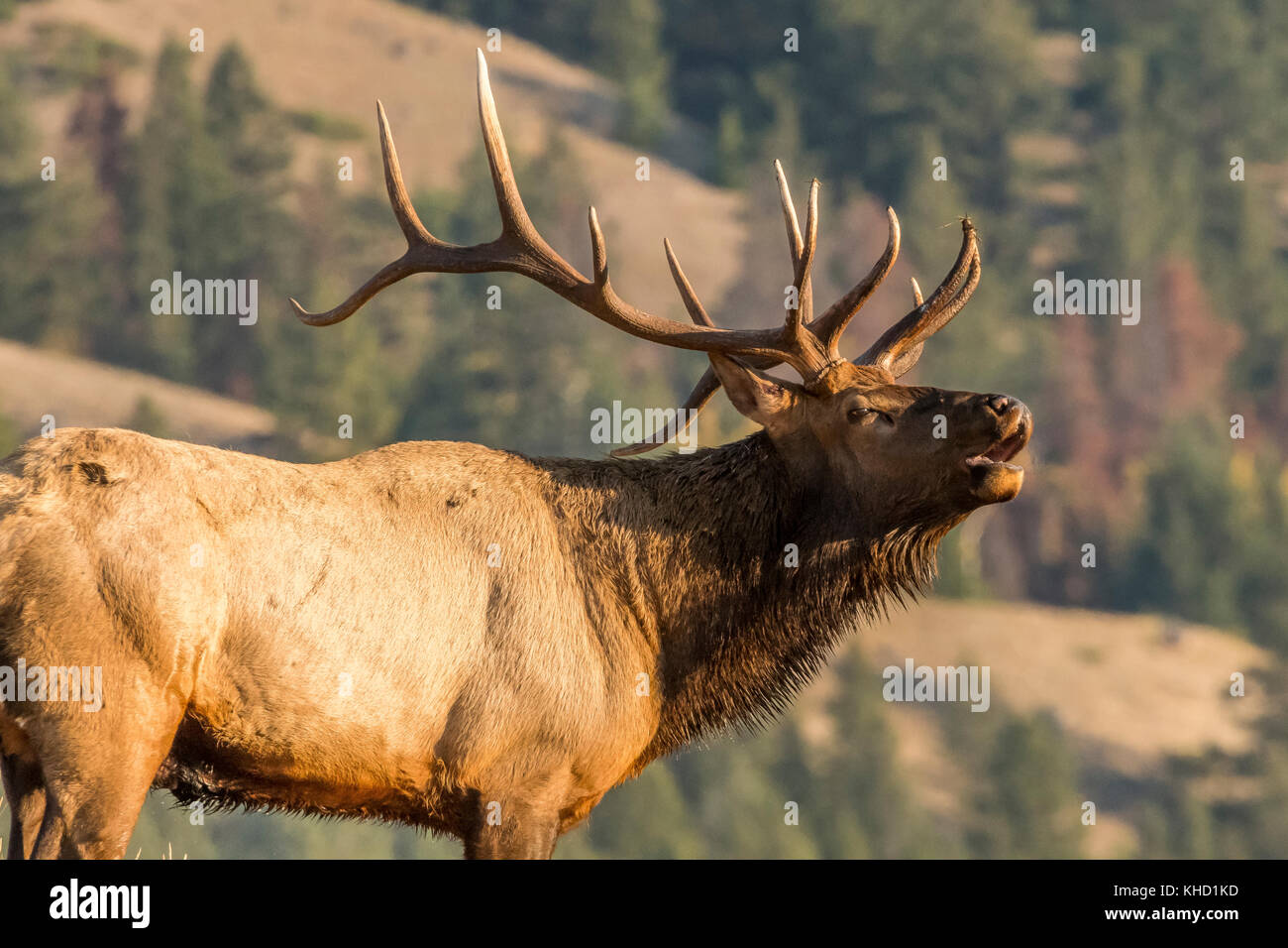 Elk/Wapiti bull and photographers during annual rut in Jasper National ...
