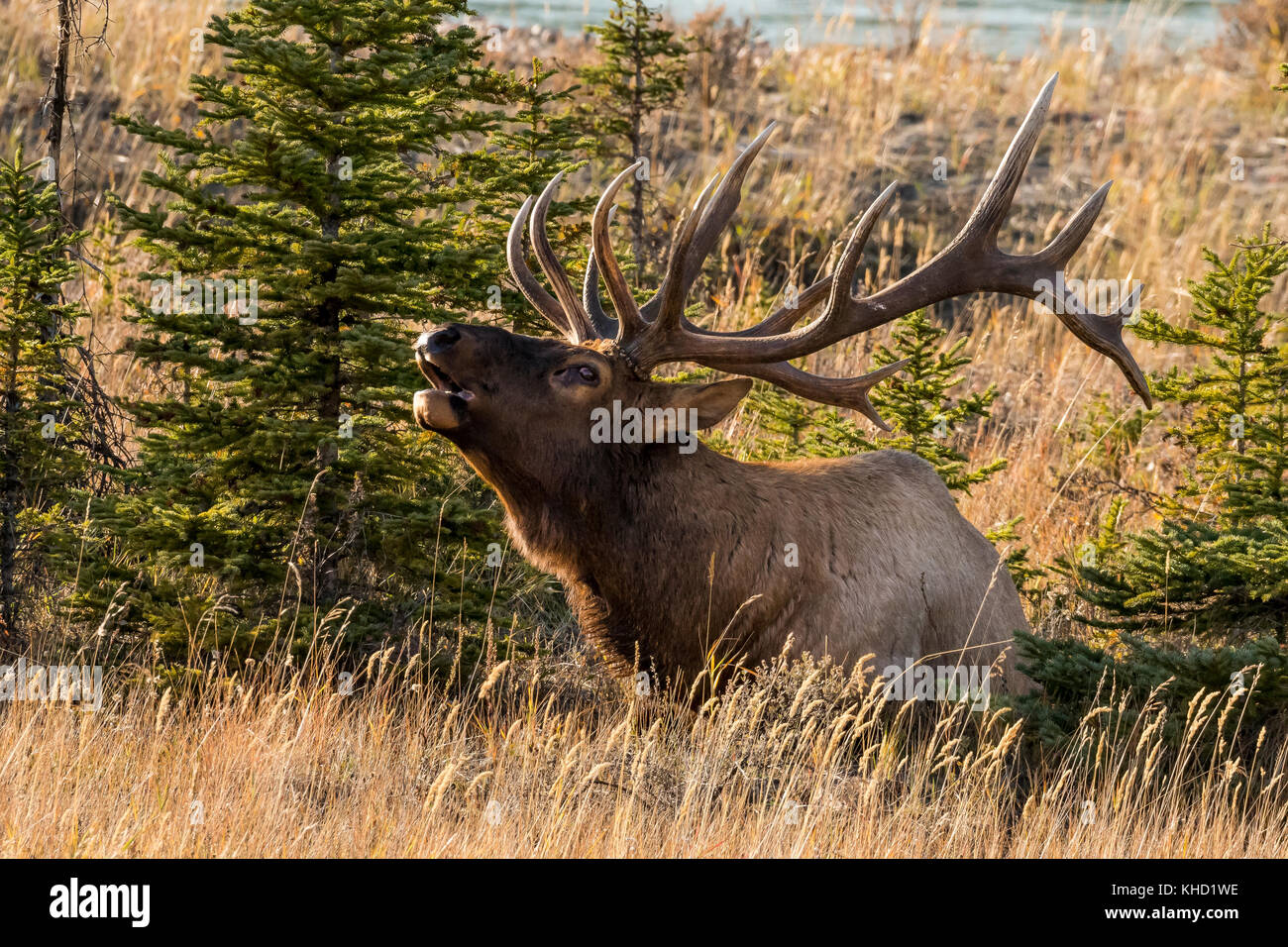 Elk/Wapiti bull and photographers during annual rut in Jasper National ...