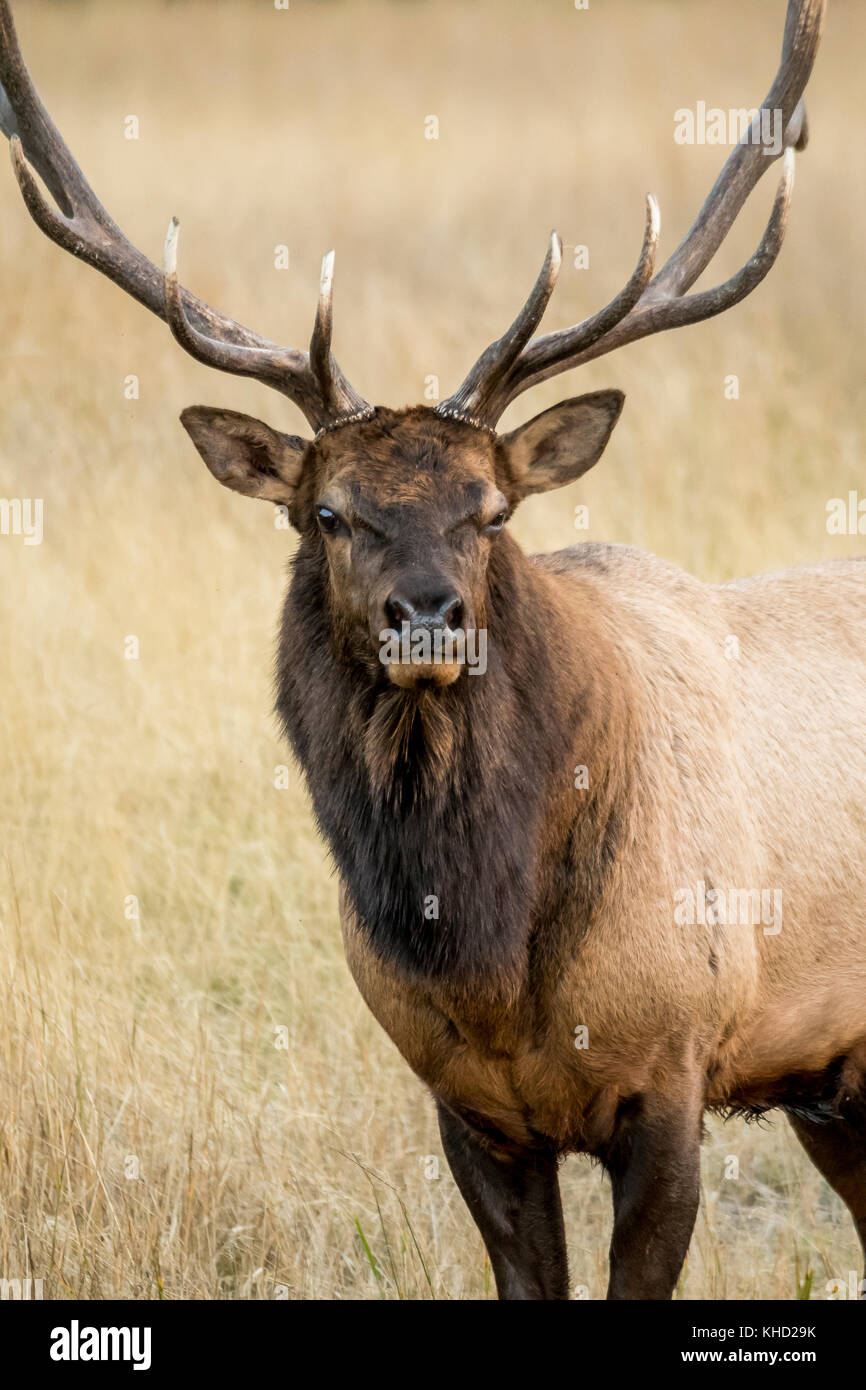 Elk/Wapiti bull and photographers during annual rut in Jasper National ...
