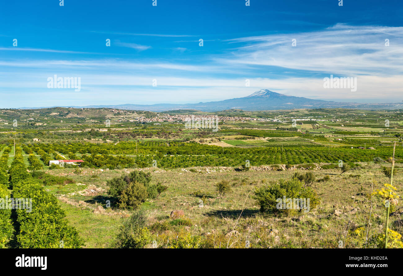 Scordia hi-res stock photography and images - Alamy