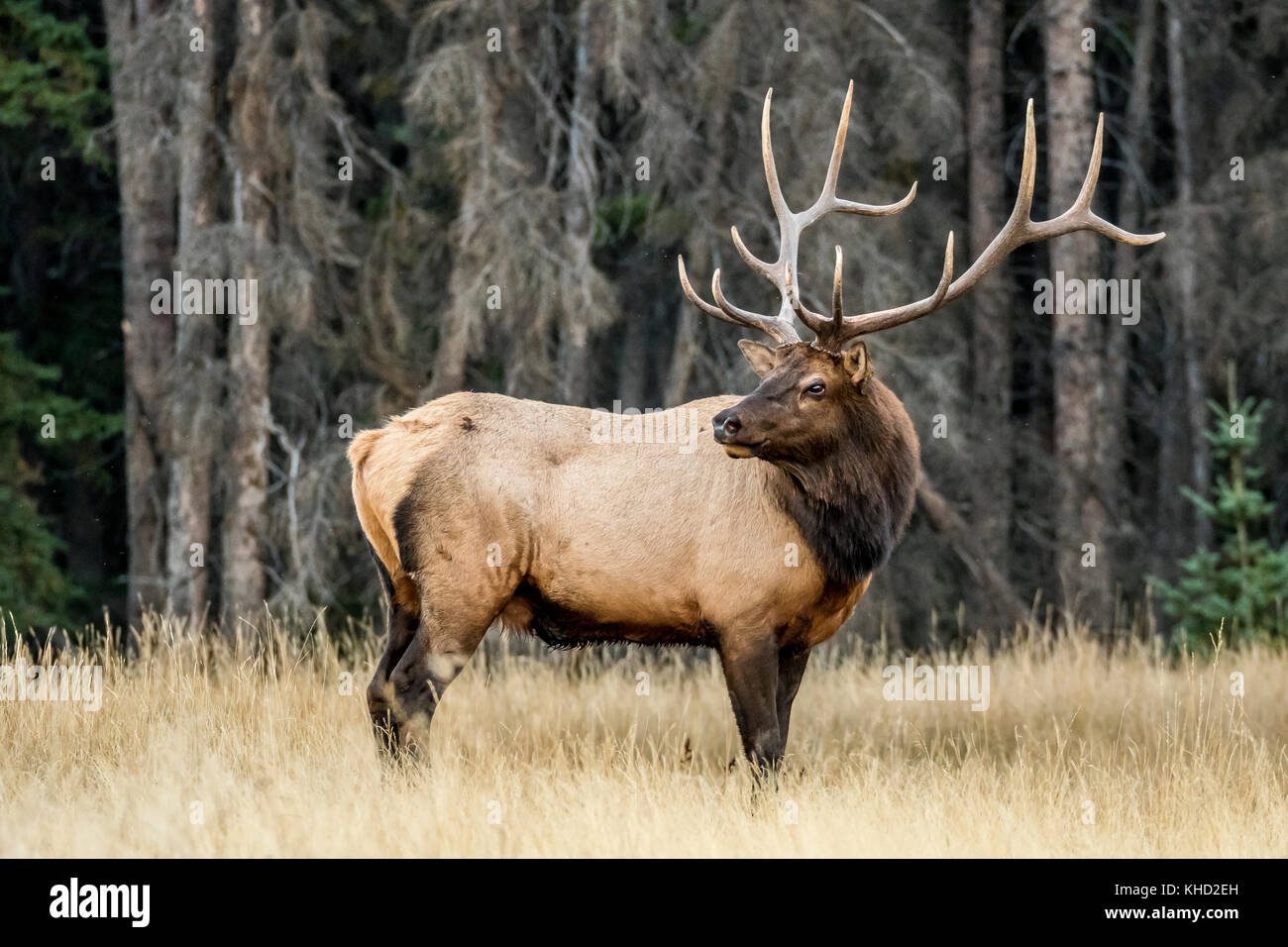 Elk/Wapiti bull and photographers during annual rut in Jasper National ...