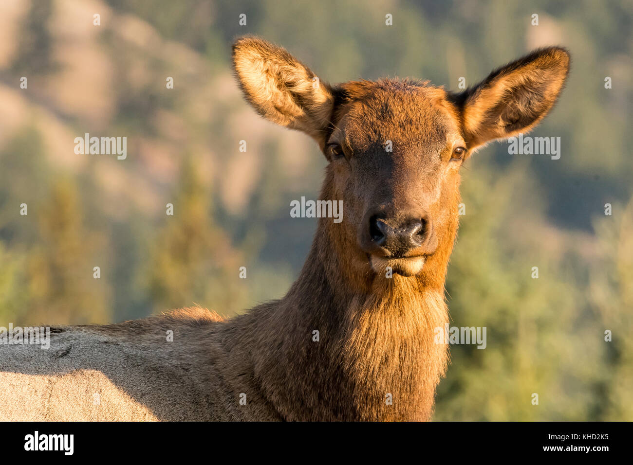 Elk/Wapiti bull and photographers during annual rut in Jasper National ...