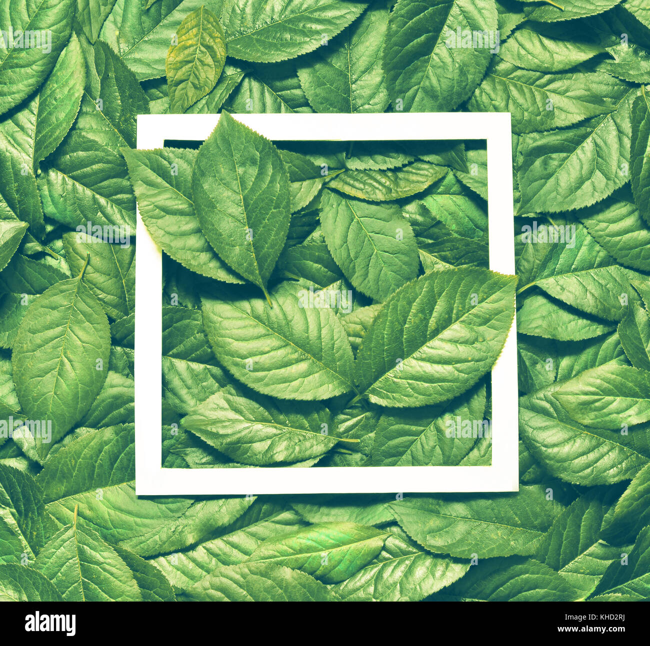 Creative layout made of leaves with paper card note. Flat lay. Nature ...