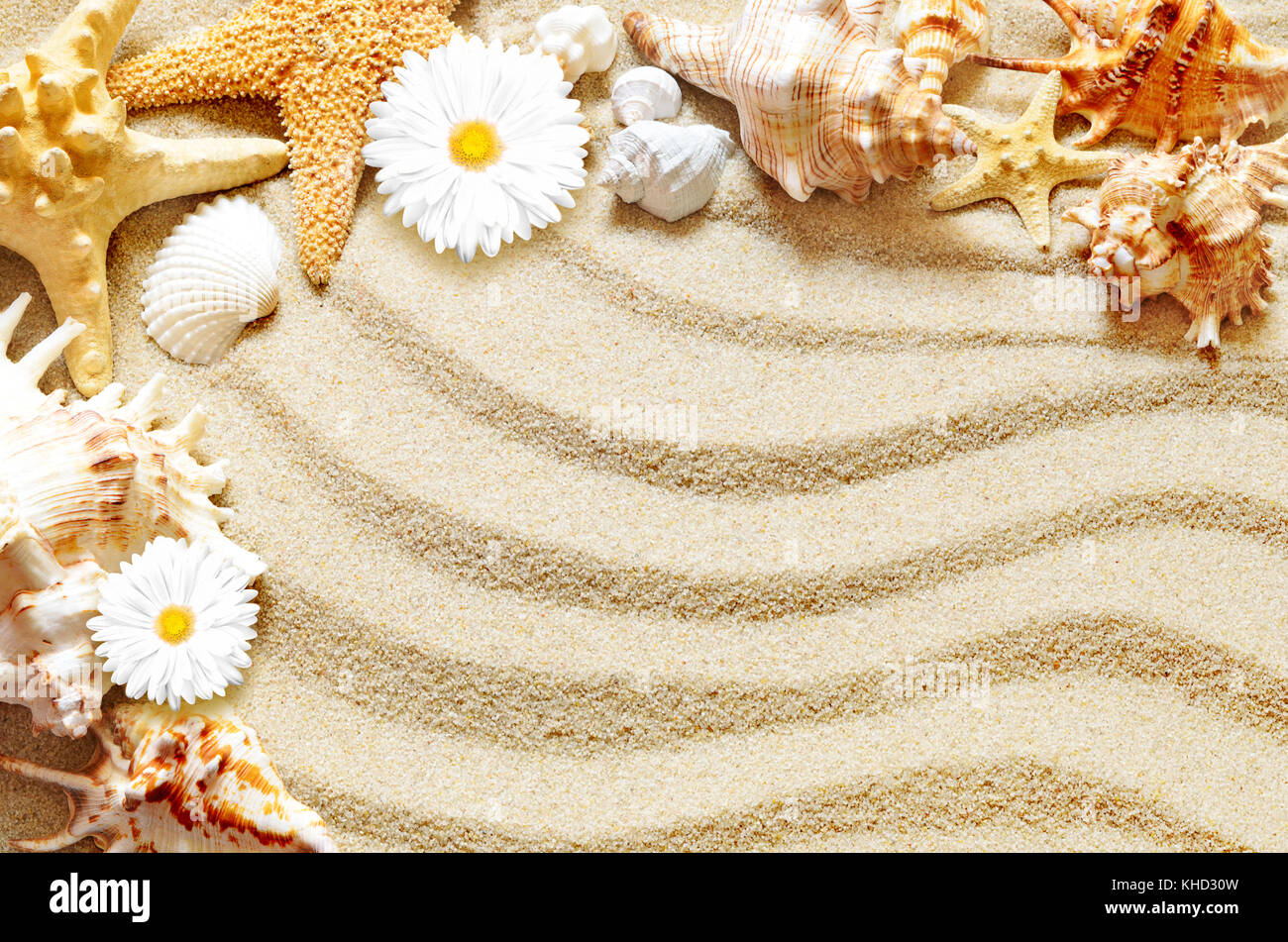 Sea shell on sand, top view, summer concept Stock Photo - Alamy
