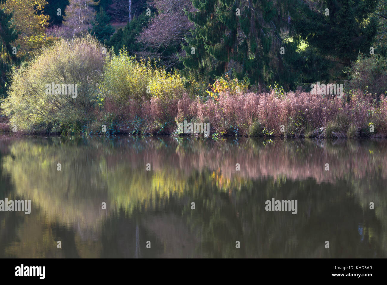 Bedgebury kent england hi-res stock photography and images - Alamy