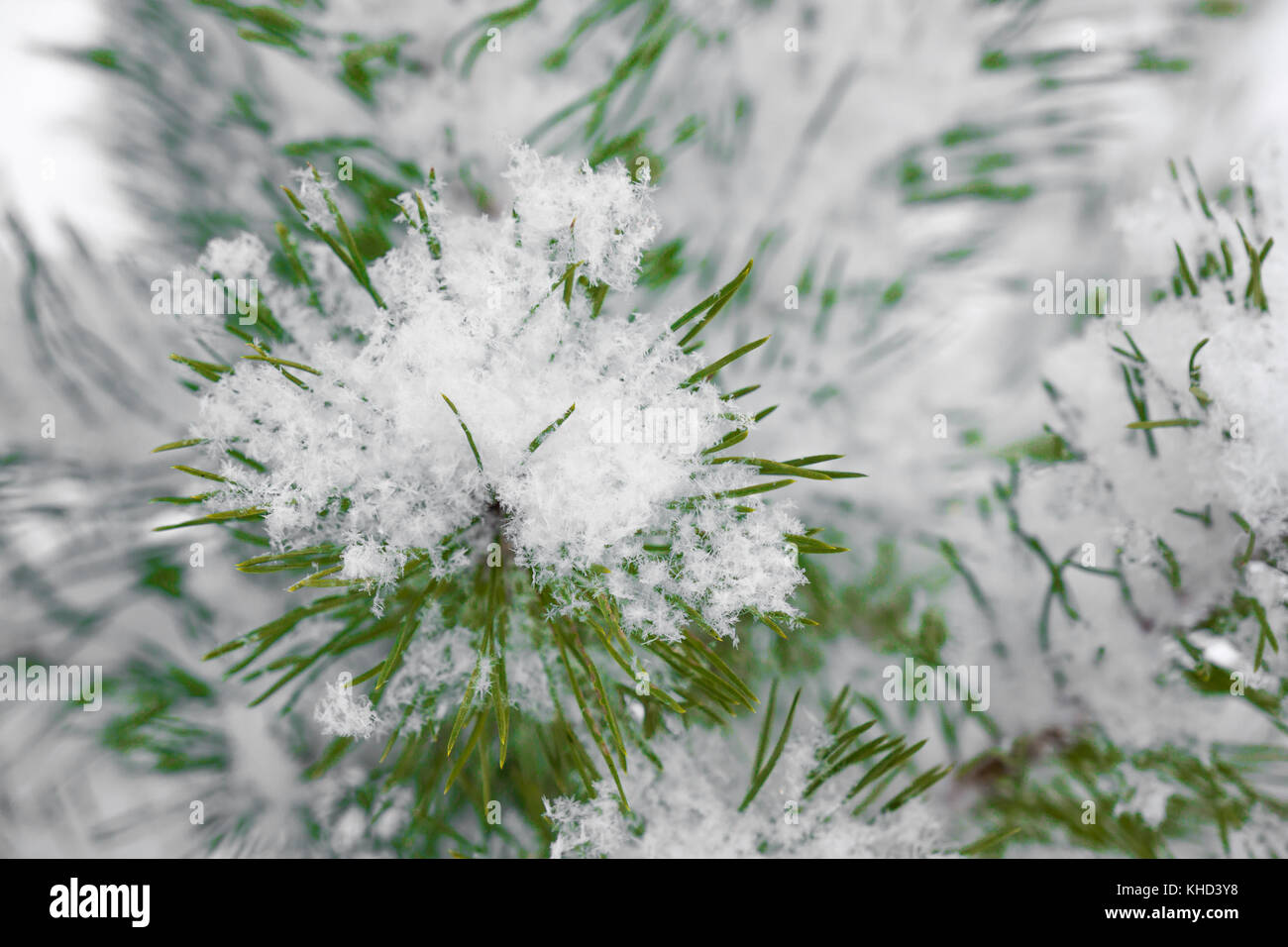 Snowflake on fir branches Stock Photo - Alamy