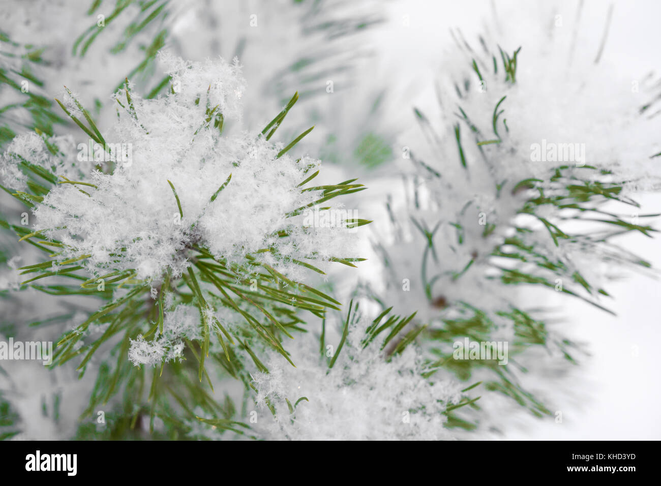 Snowflake on fir branches Stock Photo - Alamy