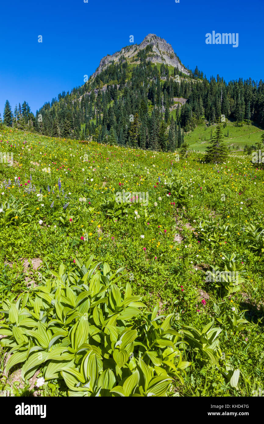 Tipsoo Lake area in Mount Rainier National Park WAshington United ...