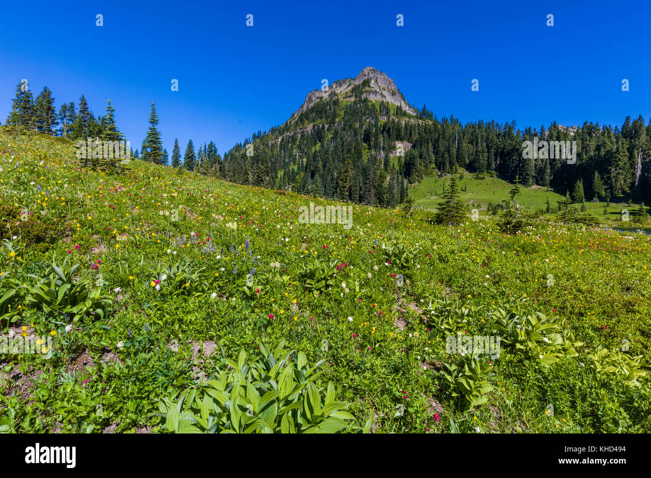 Tipsoo Lake area in Mount Rainier National Park WAshington United ...
