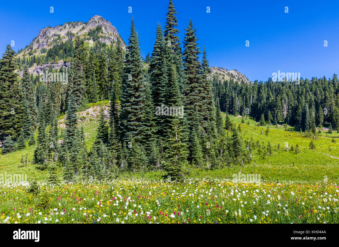 Tipsoo Lake area in Mount Rainier National Park WAshington United ...