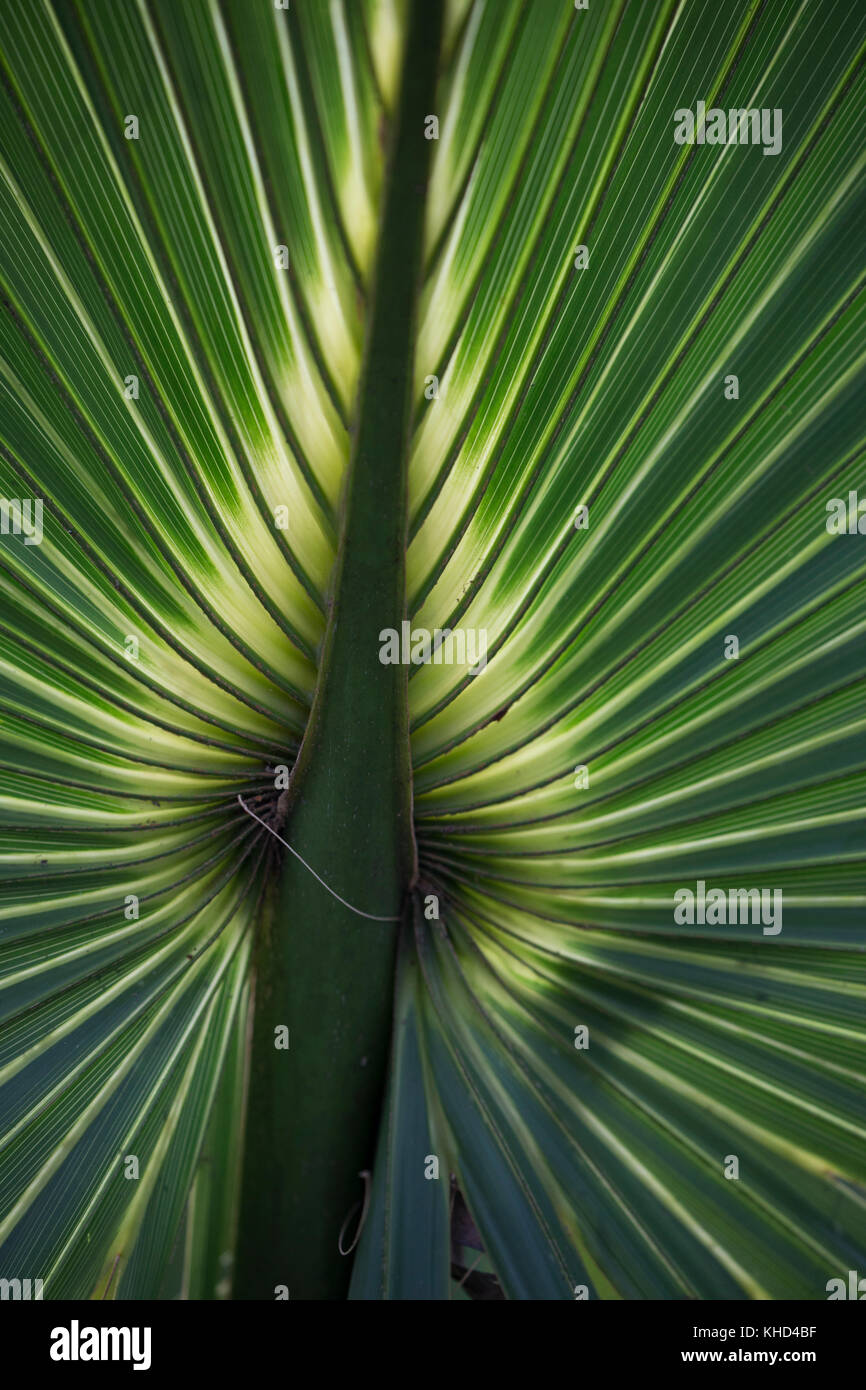 Frawn hi-res stock photography and images - Alamy