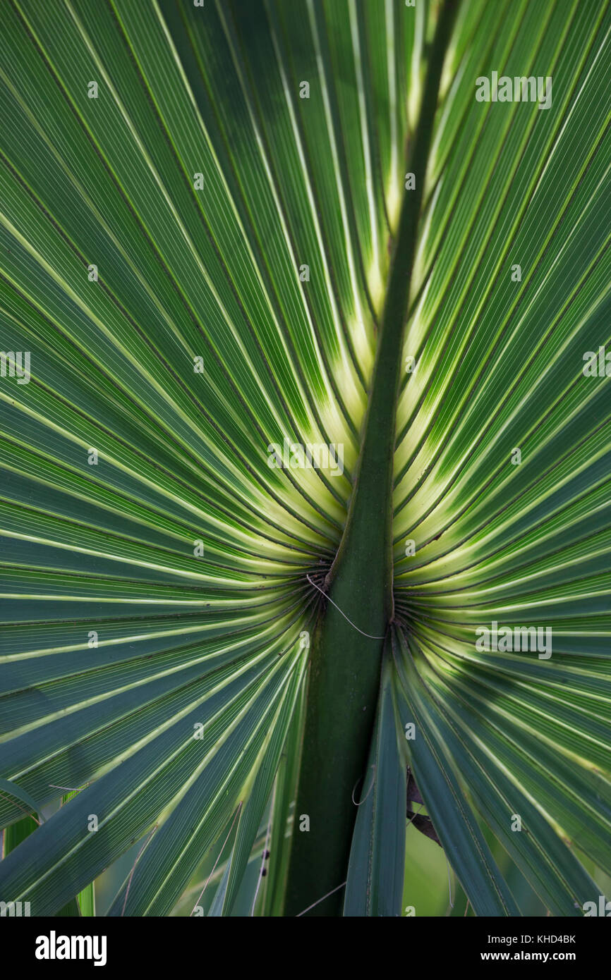 The underside of a palm frawn branch with light from behind Stock Photo ...