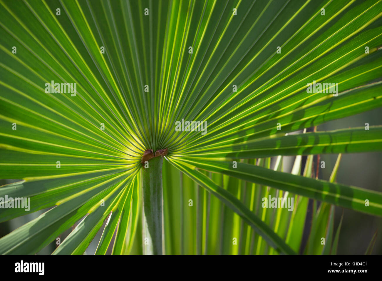 Frawn hi-res stock photography and images - Alamy