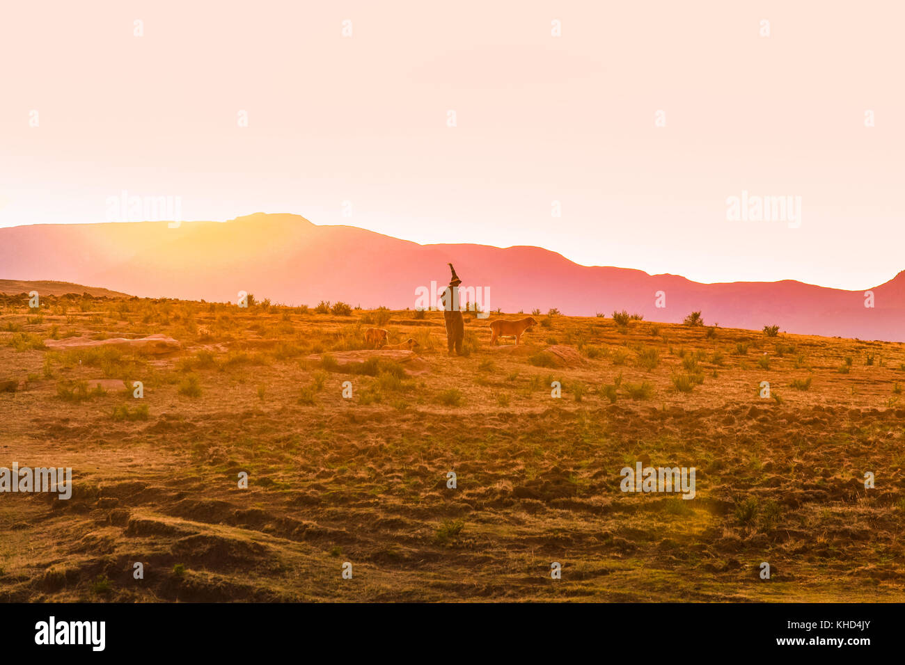 Shepherd in Lesotho with his dogs during sunset Stock Photo - Alamy