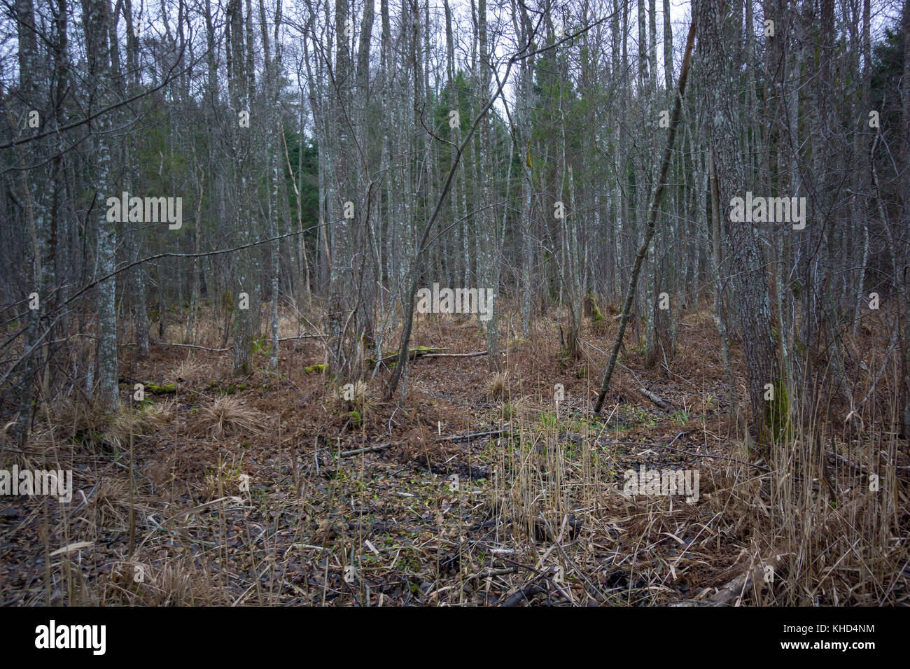 Spooky forest in late autumn hi-res stock photography and images - Alamy