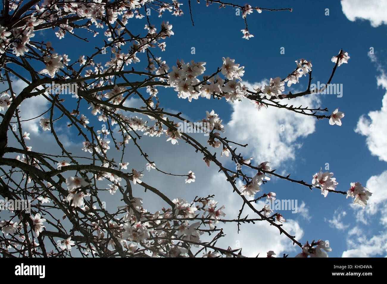 Blossoming almond trees in rural landscape with blue sky in Mallorca ...