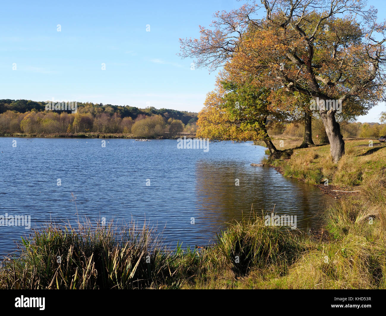 Longmore Pool, Sutton Park, Sutton Coldfield, West Midlands Stock Photo ...