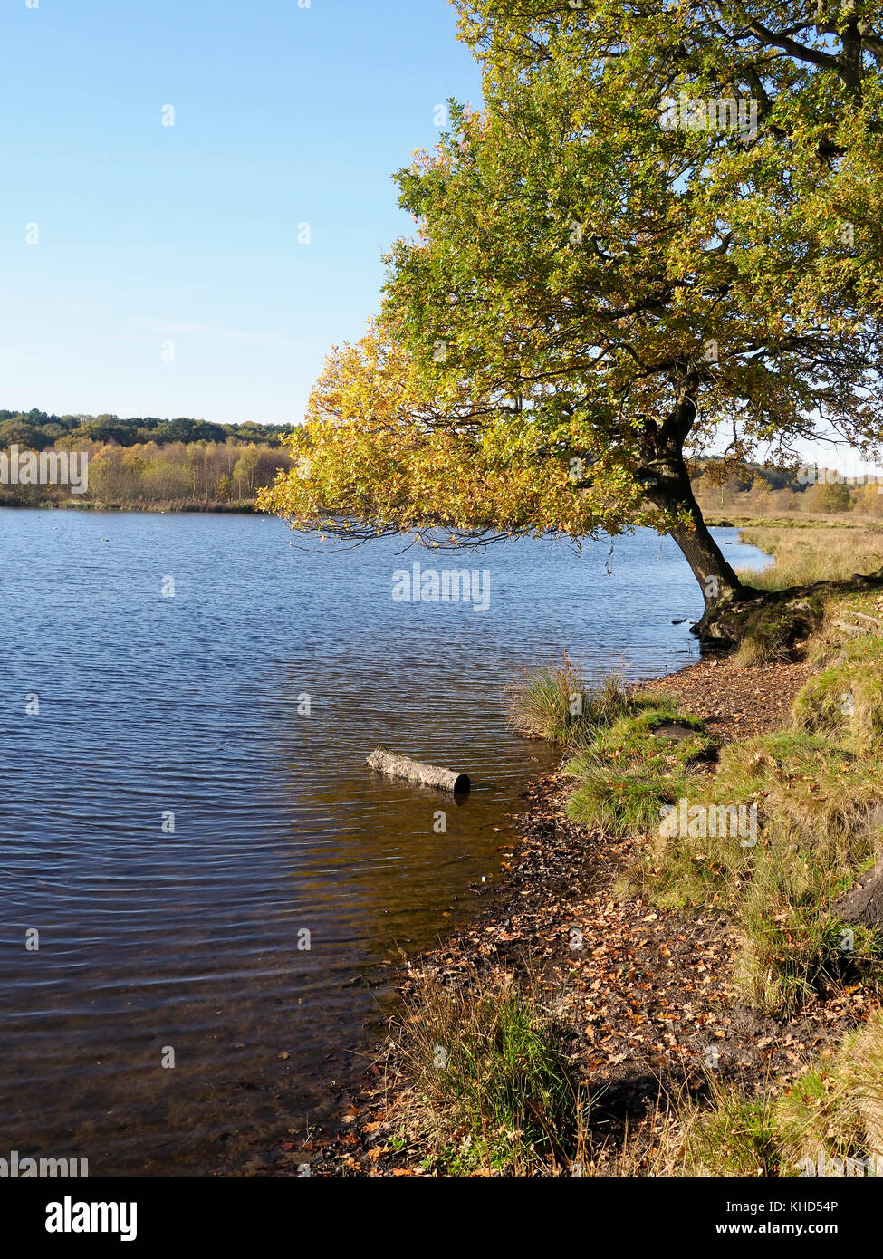 Longmore Pool, Sutton Park, Sutton Coldfield, West Midlands Stock Photo ...