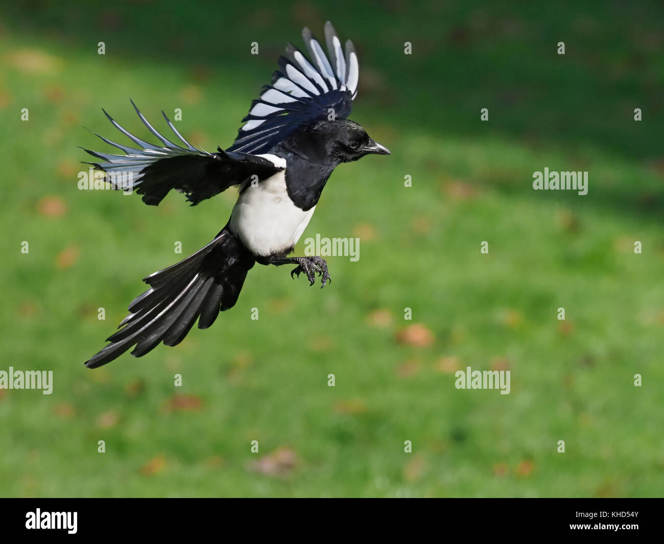 Black Billed Magpie Flying