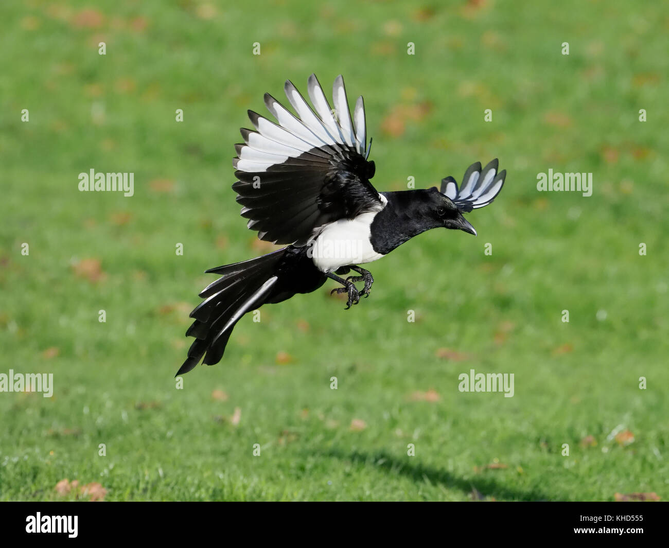 Flying magpie uk hi-res stock photography and images - Alamy