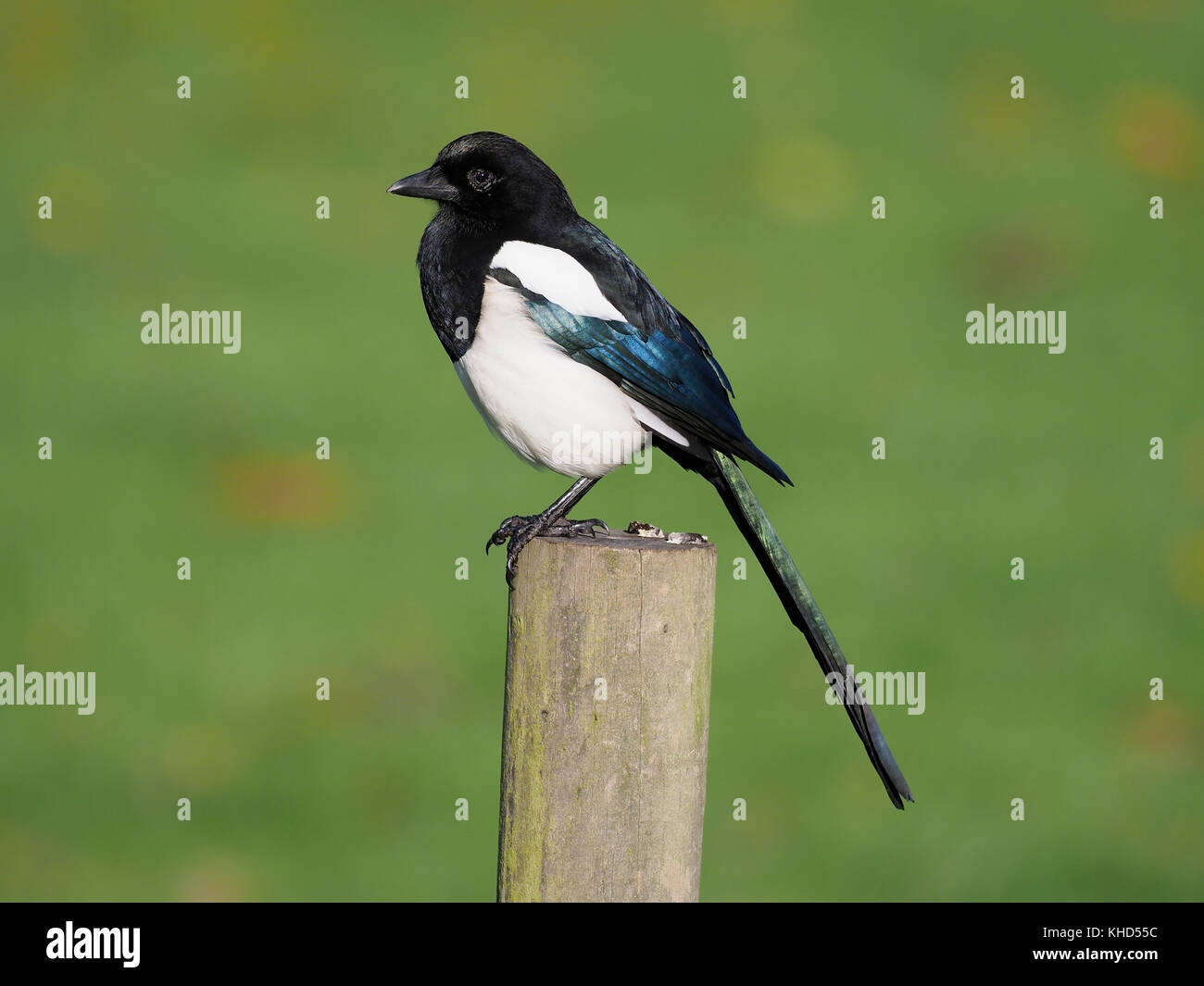 Magpie post uk hi-res stock photography and images - Alamy