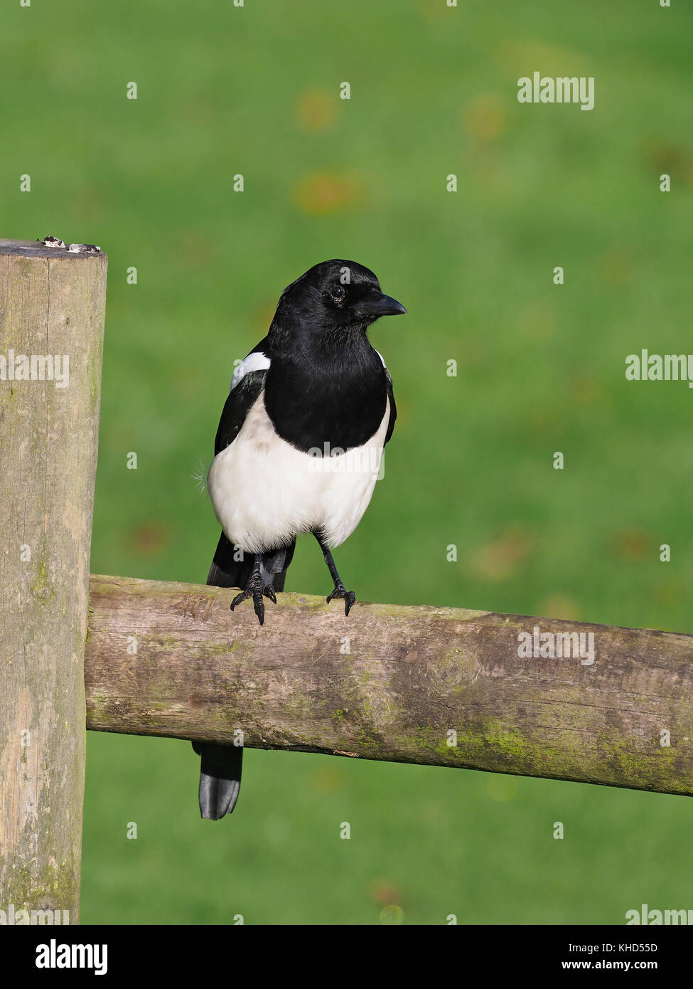 Magpie post uk hi-res stock photography and images - Alamy