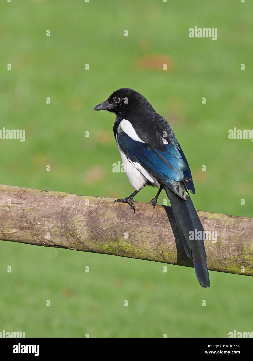 Magpie post uk hi-res stock photography and images - Alamy