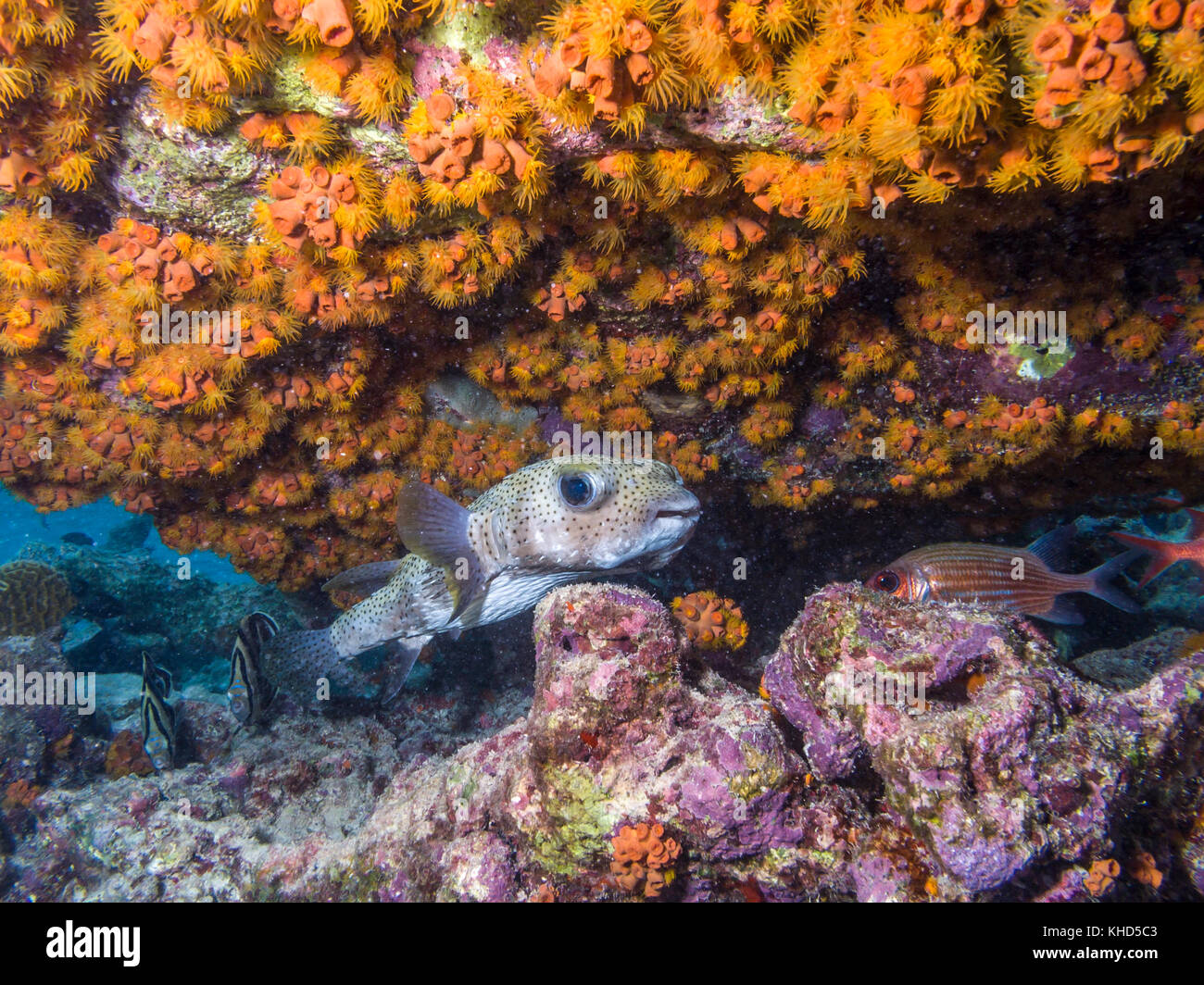 Porcupinefish are fish belonging to the family Diodontidae called ...