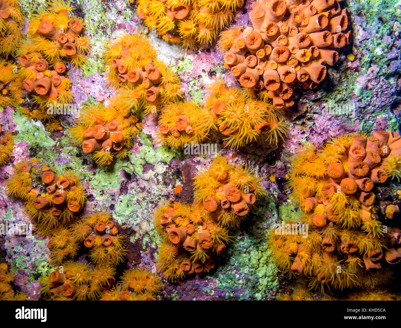 Tubastrea, also known as sun coral or sun polyps, is a genus of coral ...