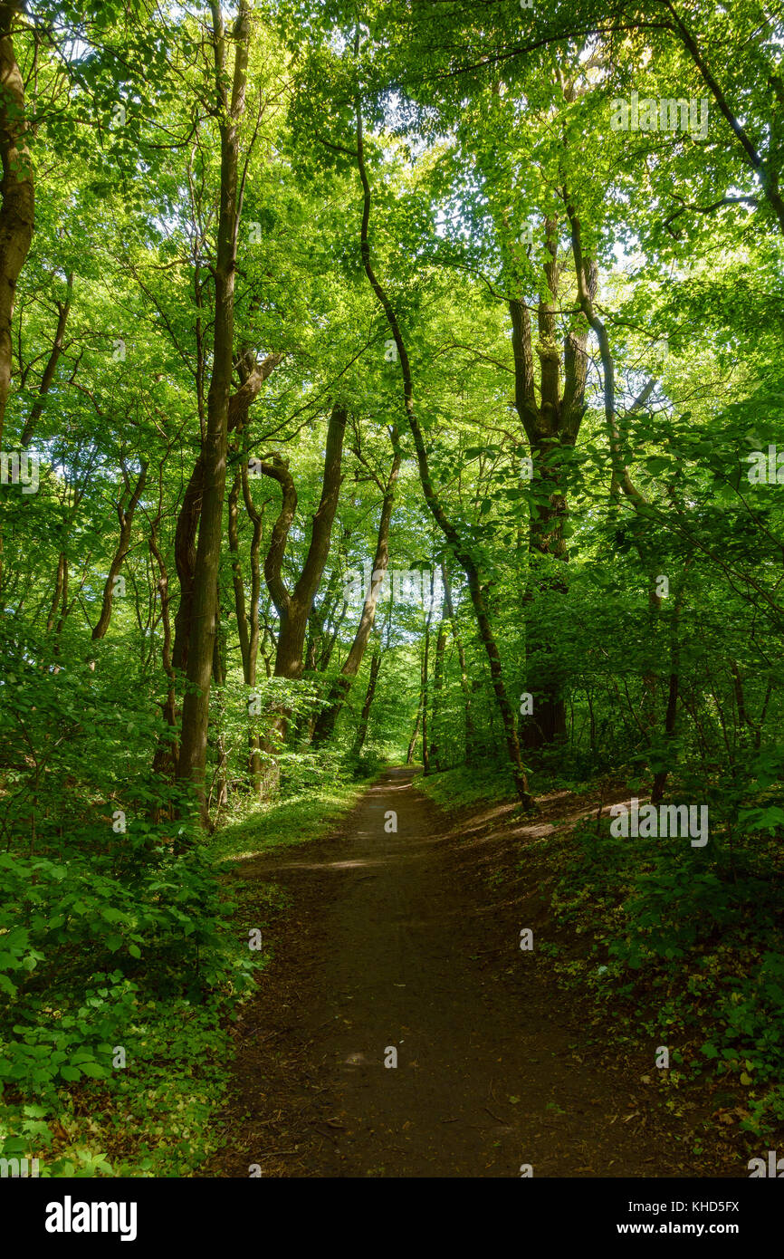 Path in a park Stock Photo - Alamy