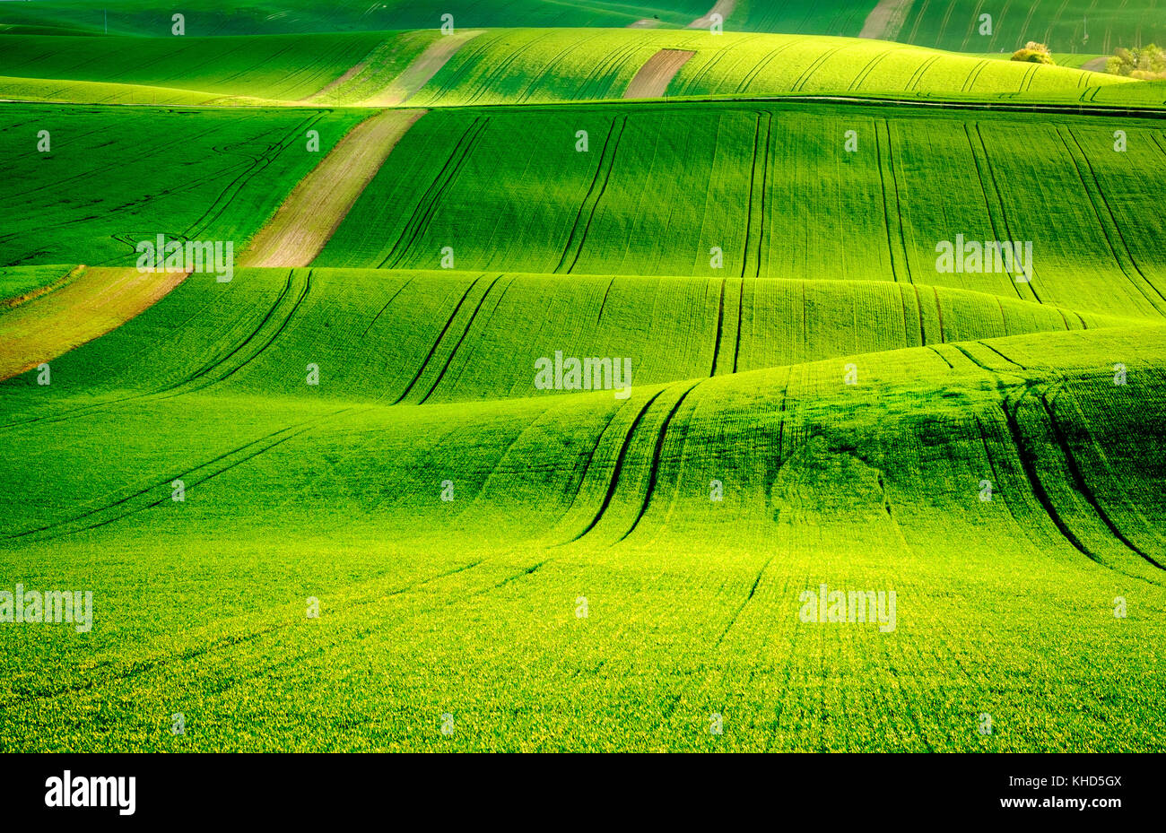 Green wavy hills in South Moravia Stock Photo - Alamy