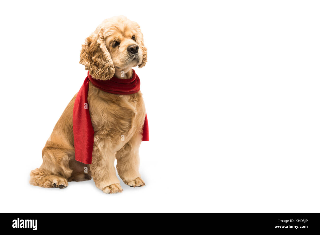 American cocker spaniel in a red scarf in front of white background ...