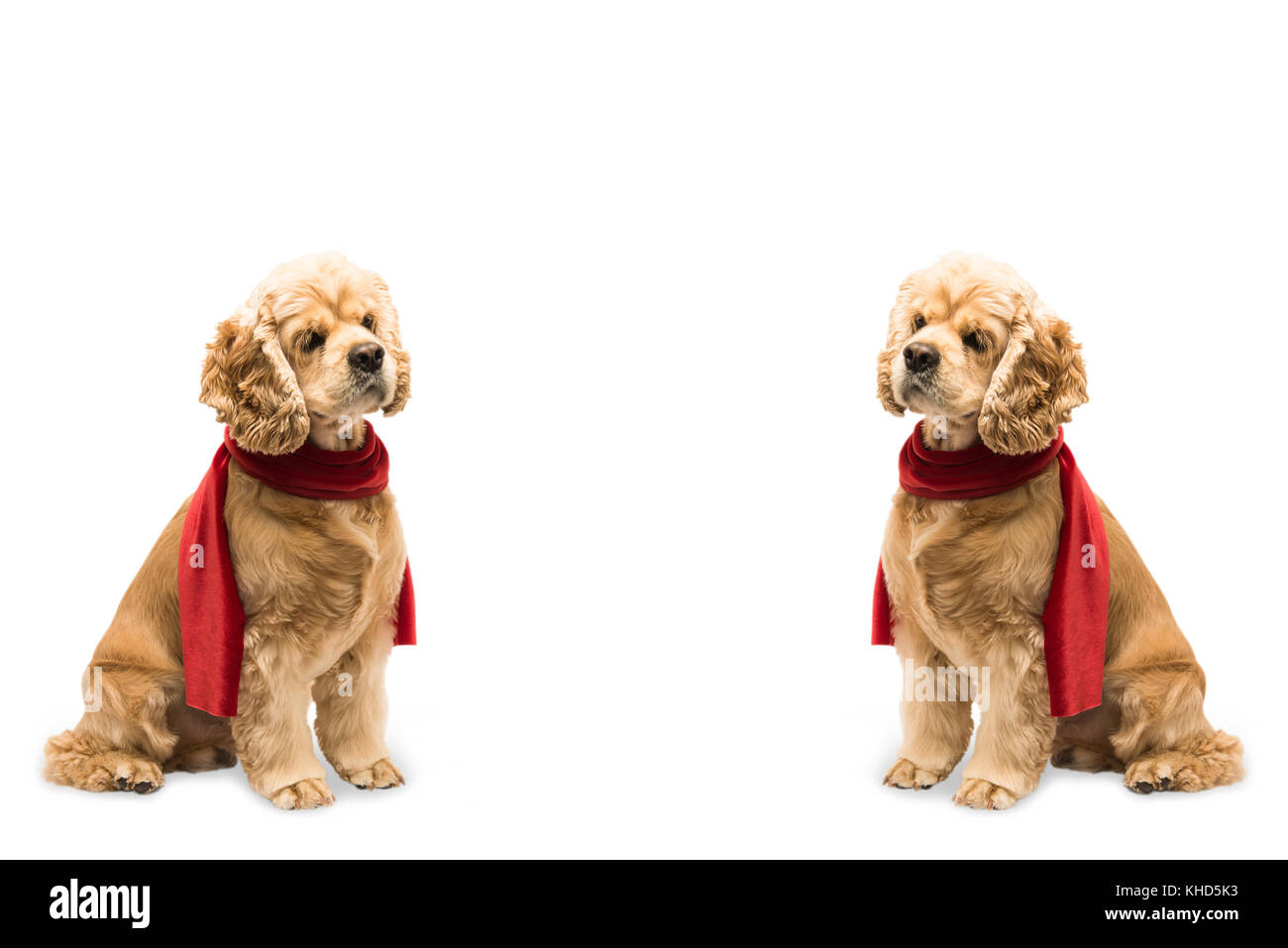 Set of two American cocker spaniel in a red scarf on white background ...