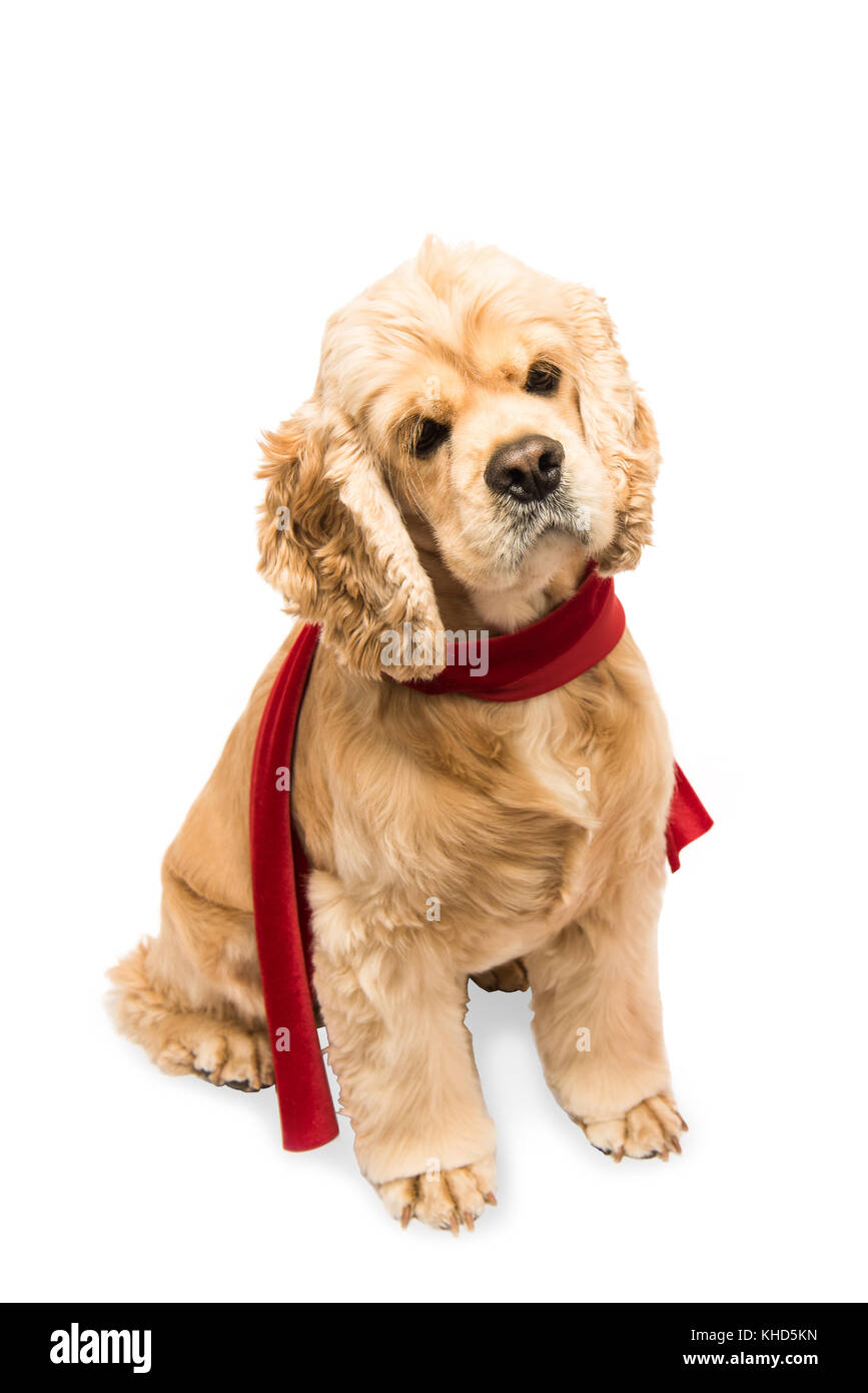 American cocker spaniel in a red scarf on white background. The dog ...