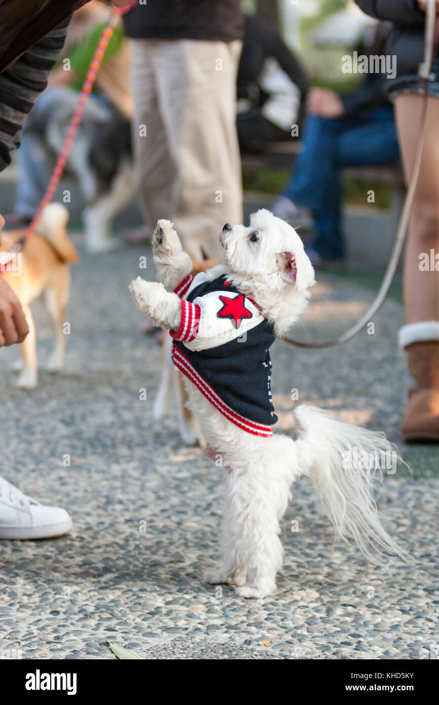 Cute white maltese dog wearing coat gives a wave, high five, or paw to ...