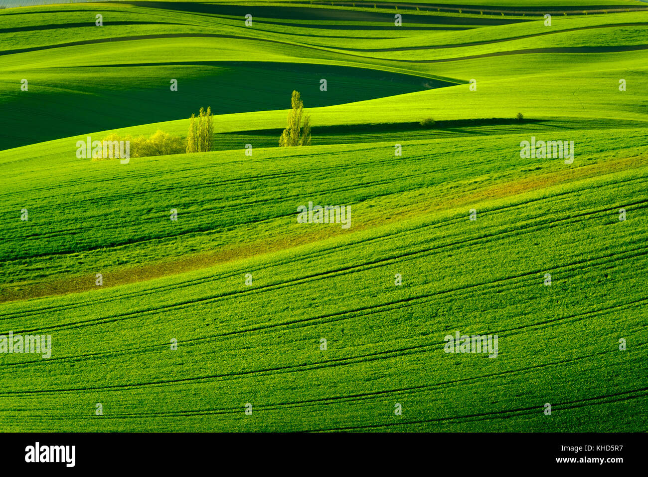 Green wavy hills in South Moravia Stock Photo - Alamy
