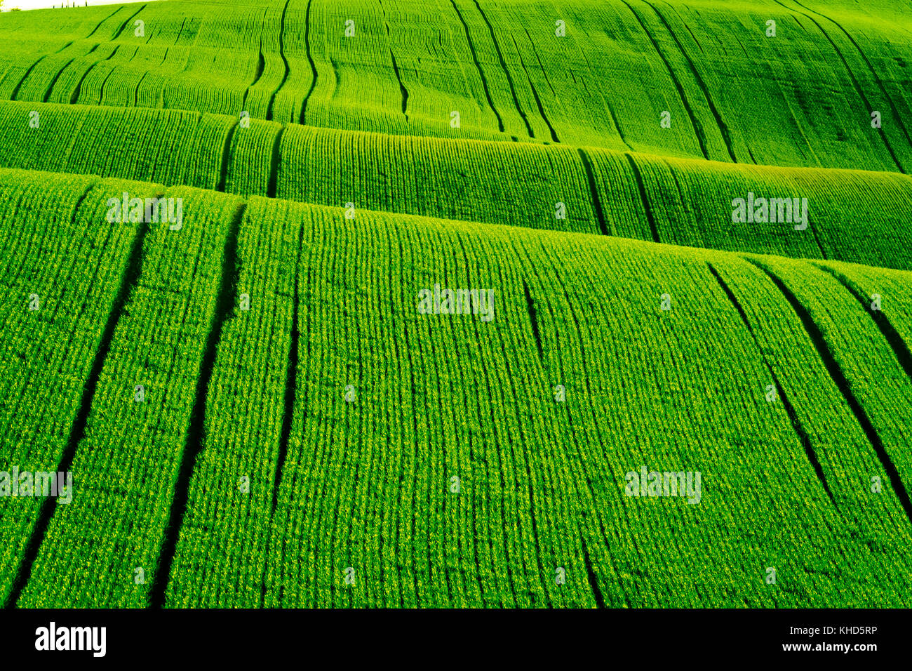 Green wavy hills in South Moravia Stock Photo - Alamy