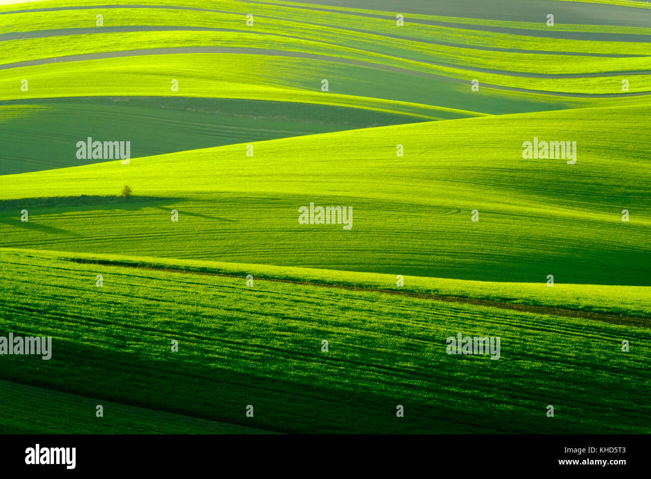 Green wavy hills in South Moravia Stock Photo - Alamy