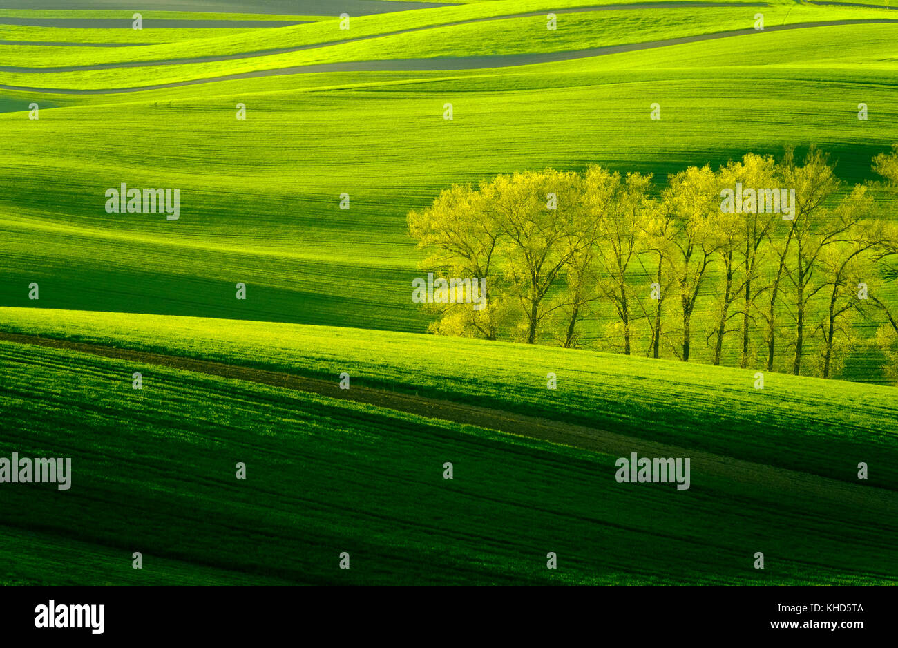 Green wavy hills in South Moravia Stock Photo - Alamy