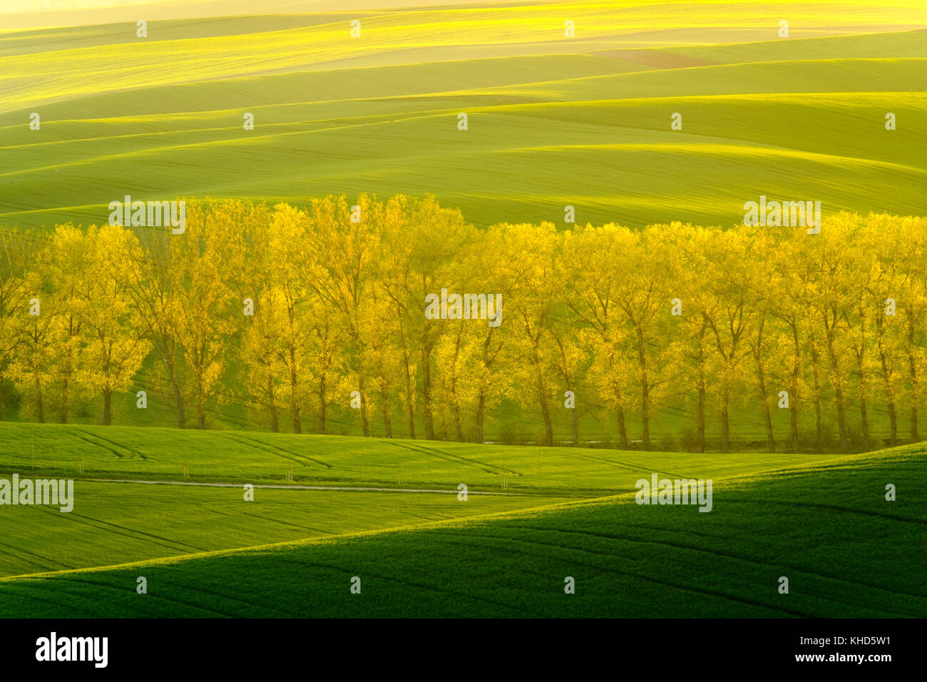 Green wavy hills in South Moravia Stock Photo - Alamy