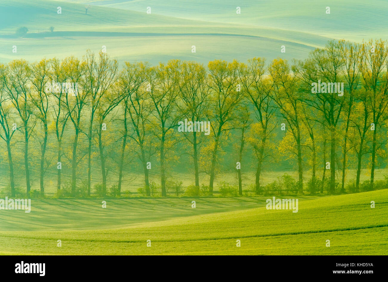 Green wavy hills in South Moravia Stock Photo - Alamy