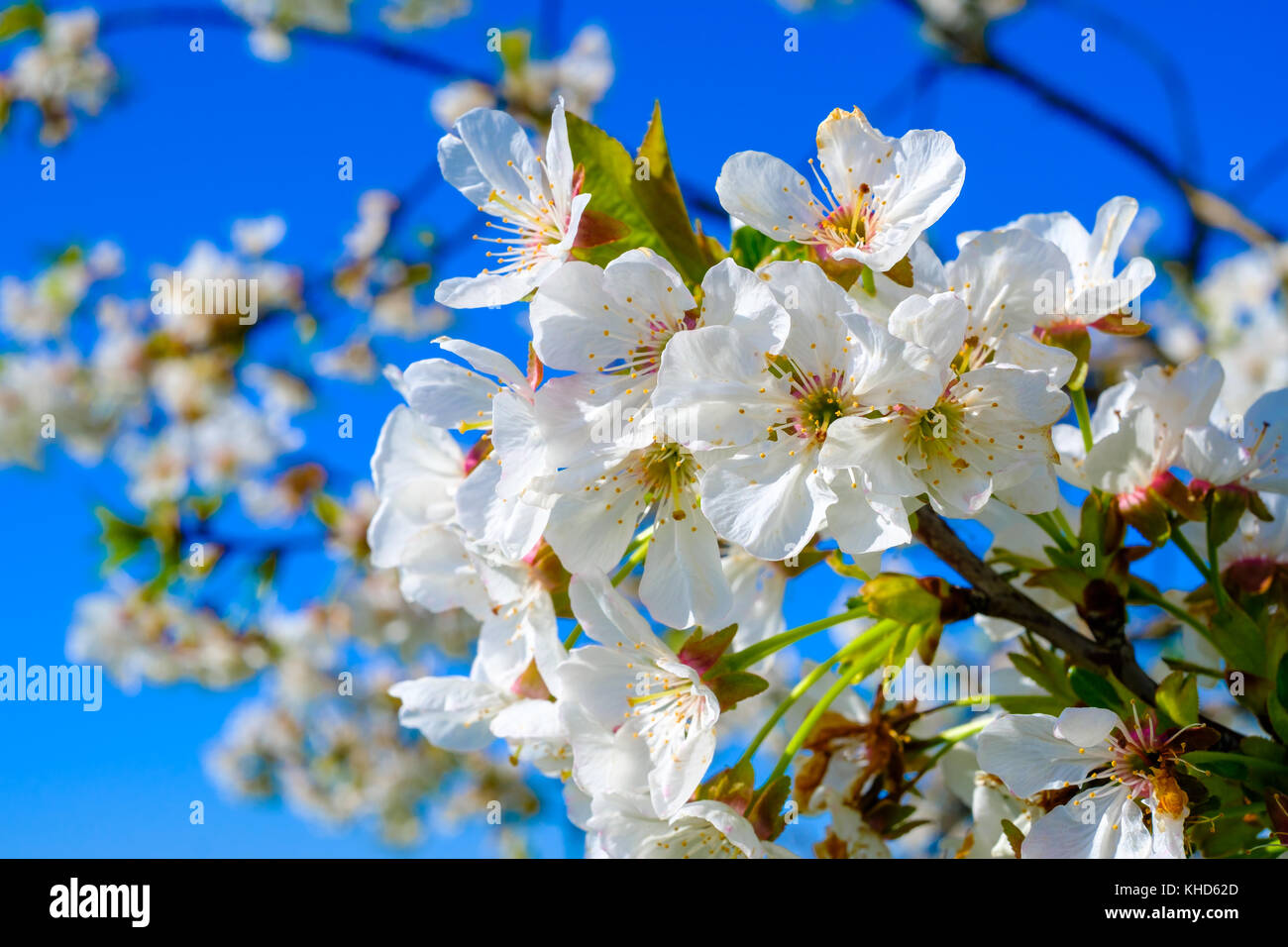 Blooming cherry tree Stock Photo - Alamy